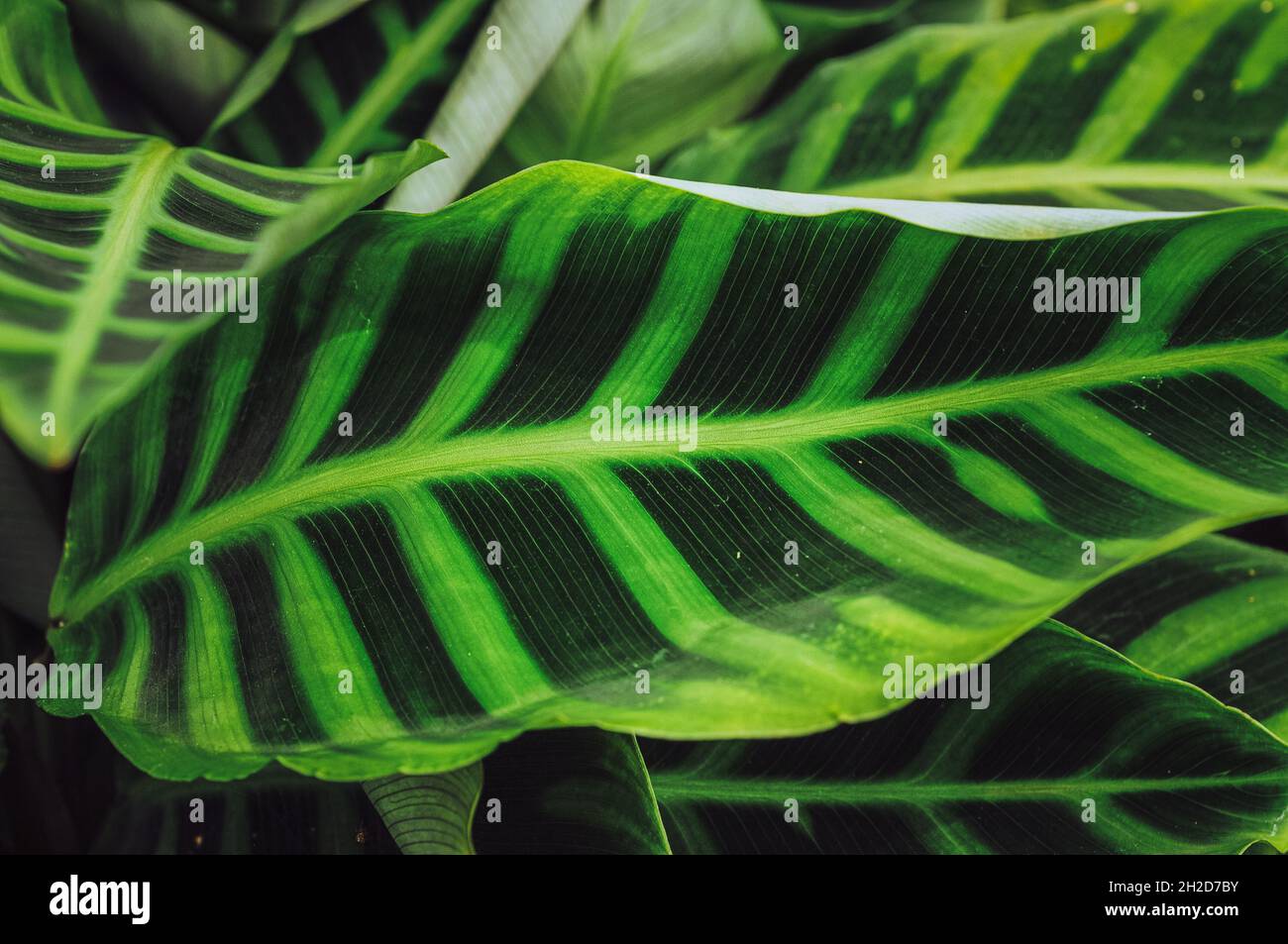 Zebra plant calathea zebrina hi-res stock photography and images - Alamy