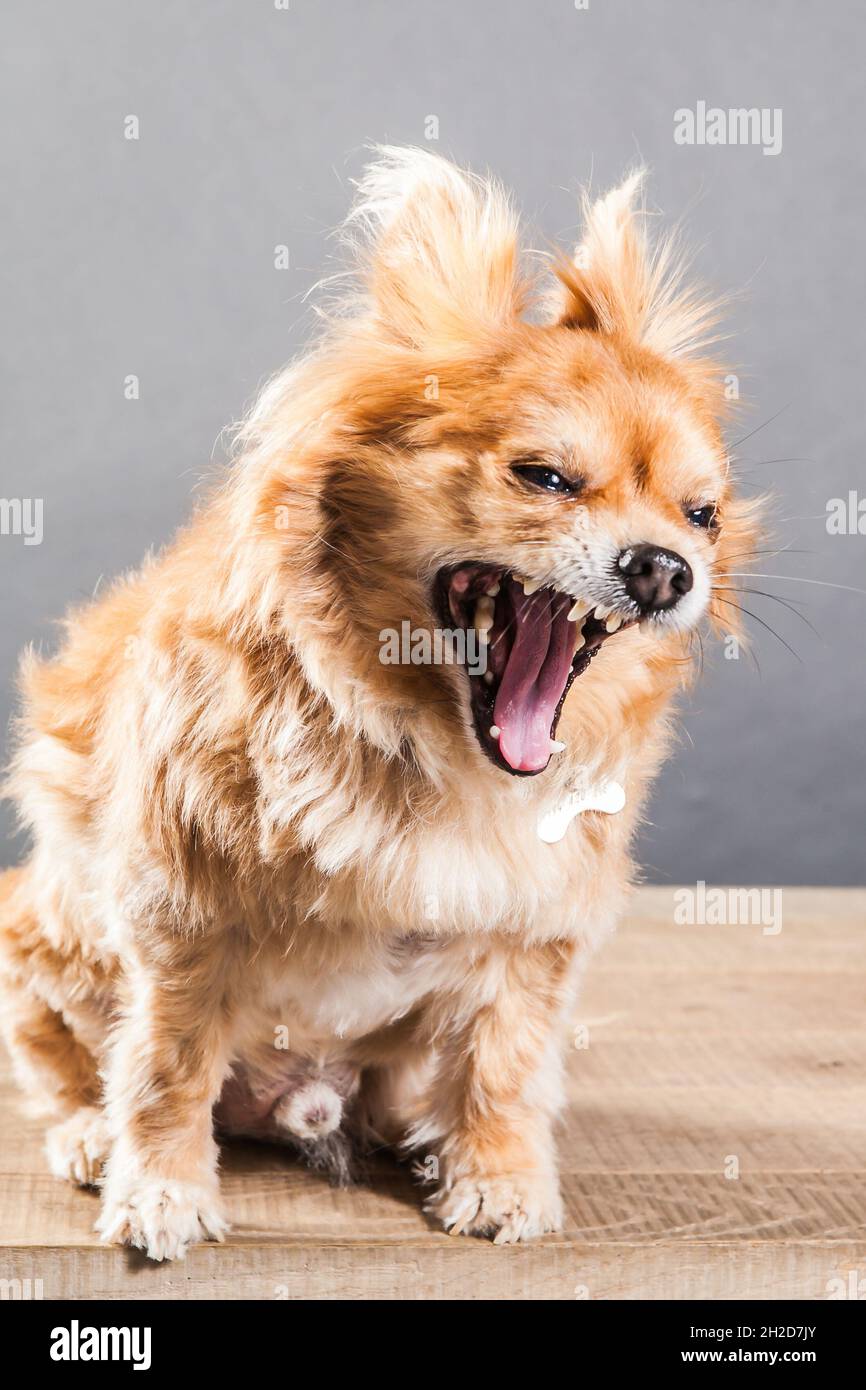 Portrait of an aggressive barking domestic dog on a wooden table ...