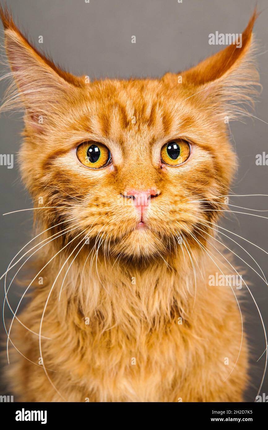 Portrait of a domestic ginger cat under the lights with a blurry ...