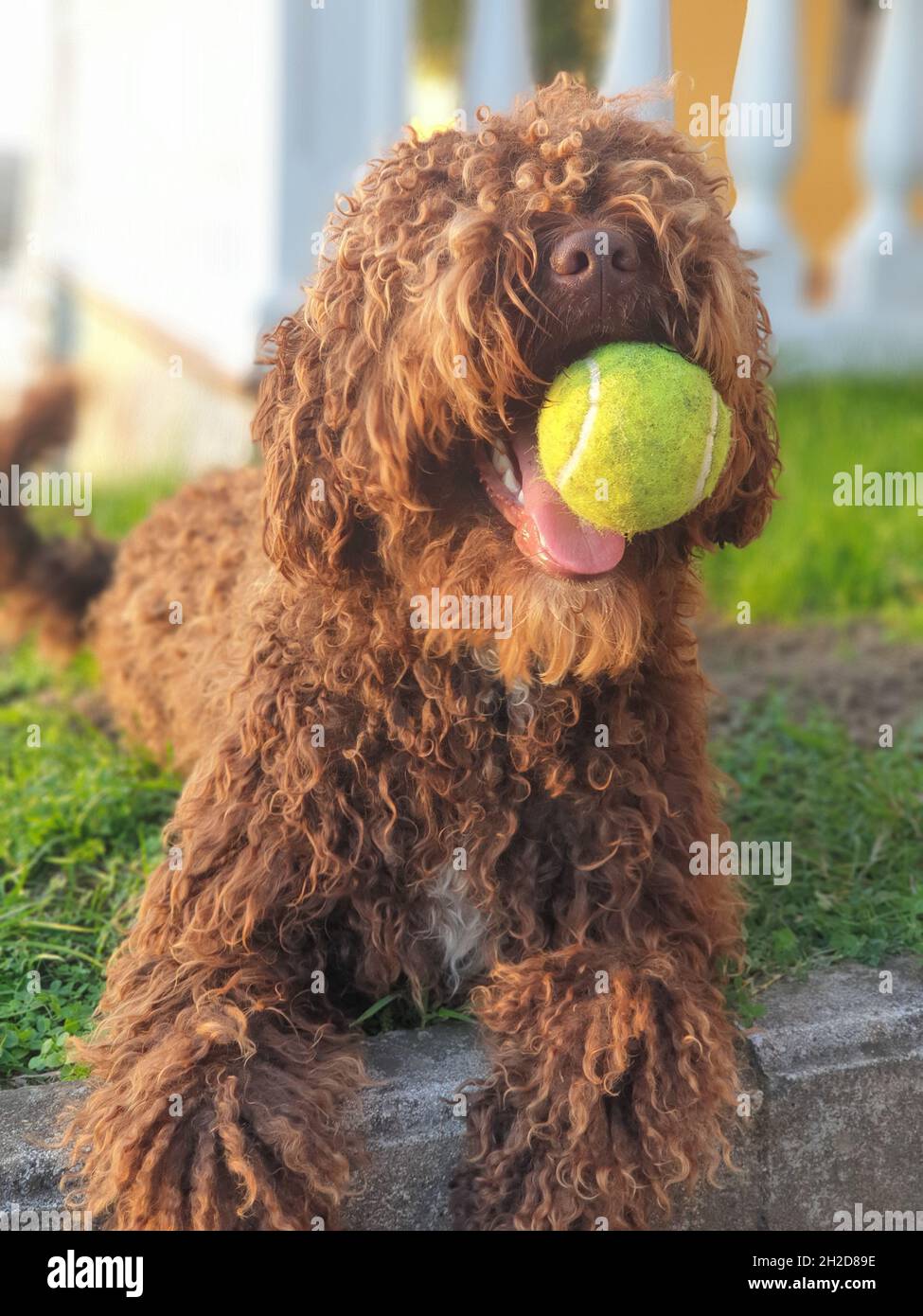 Pudel labrador retriever hi-res stock photography and images - Alamy