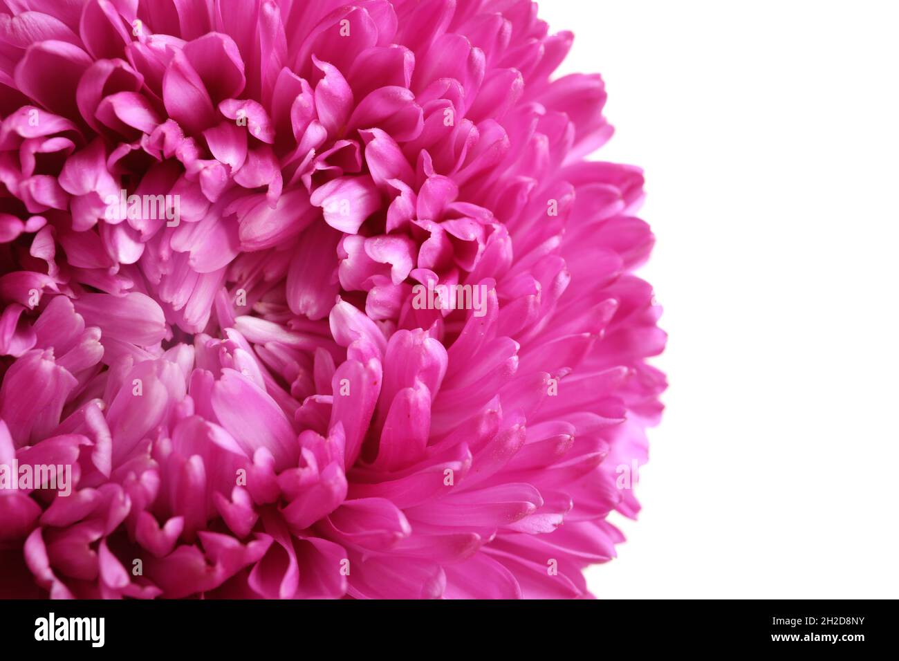 Beautiful aster flower on white background, closeup Stock Photo - Alamy