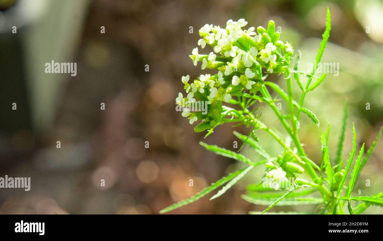 Black mint hi-res stock photography and images - Alamy