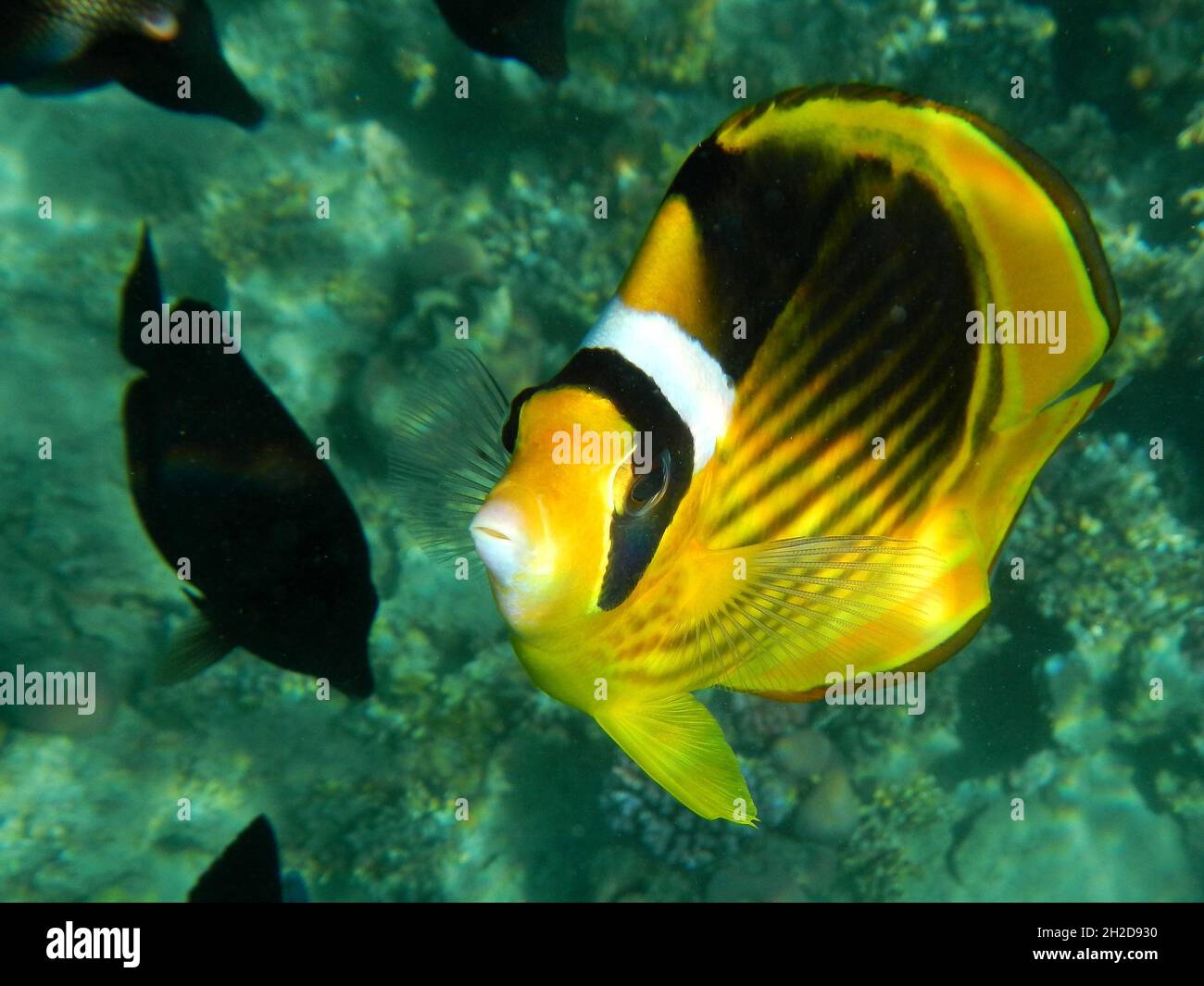 Tabak-Falterfisch / Diagonal butterflyfish or Red Sea raccoon ...