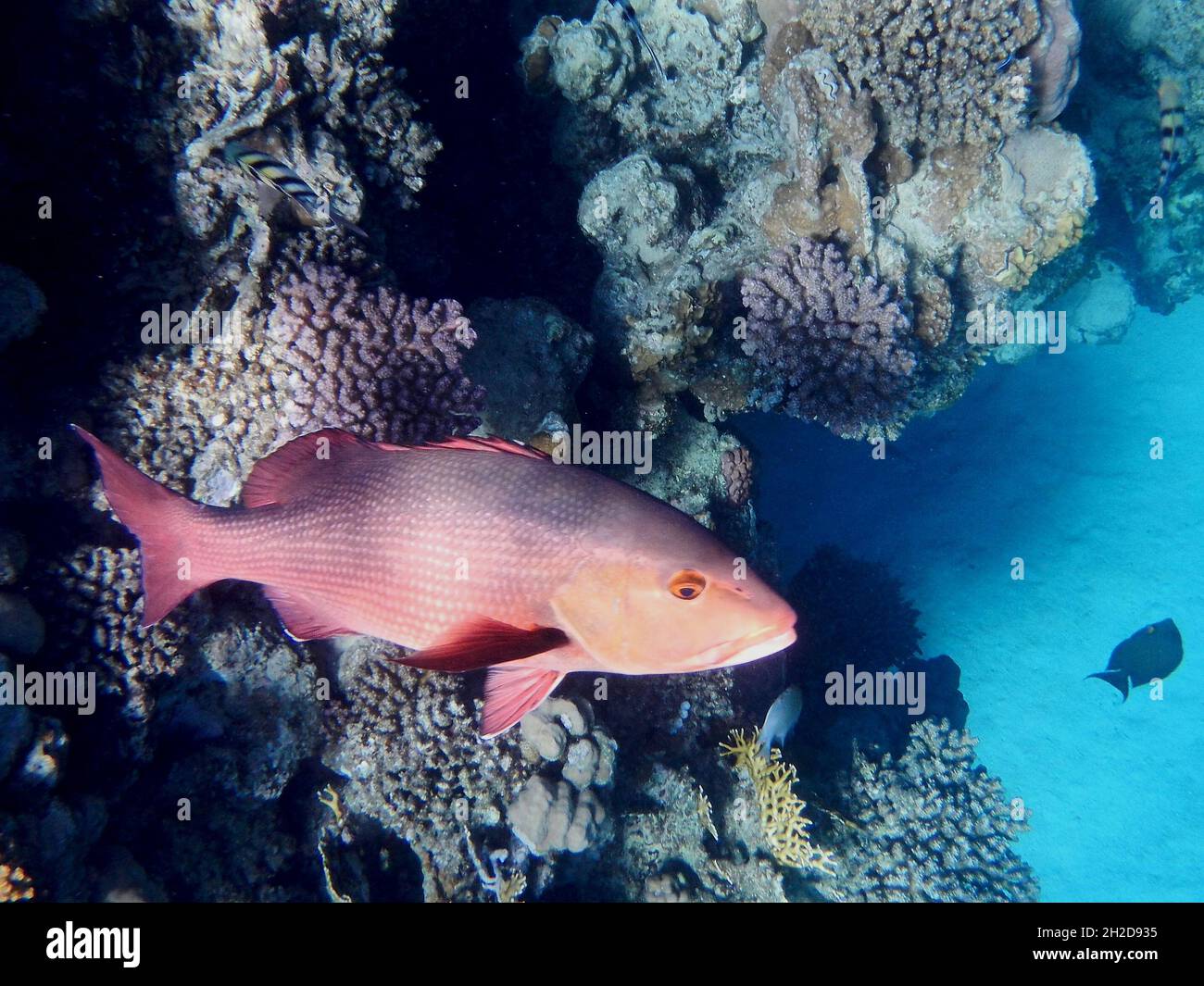 Kupferschnapper oder Doppelfleck-Schnapper / Two-spot red snapper or ...