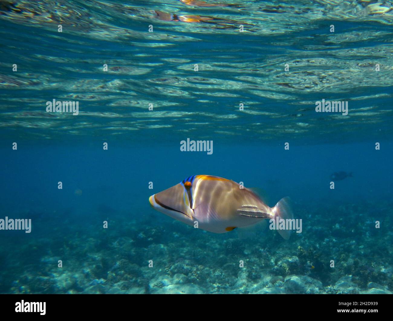 Rotmeer-Picassodrückerfisch oderArabischer Picassodrückerfisch ...