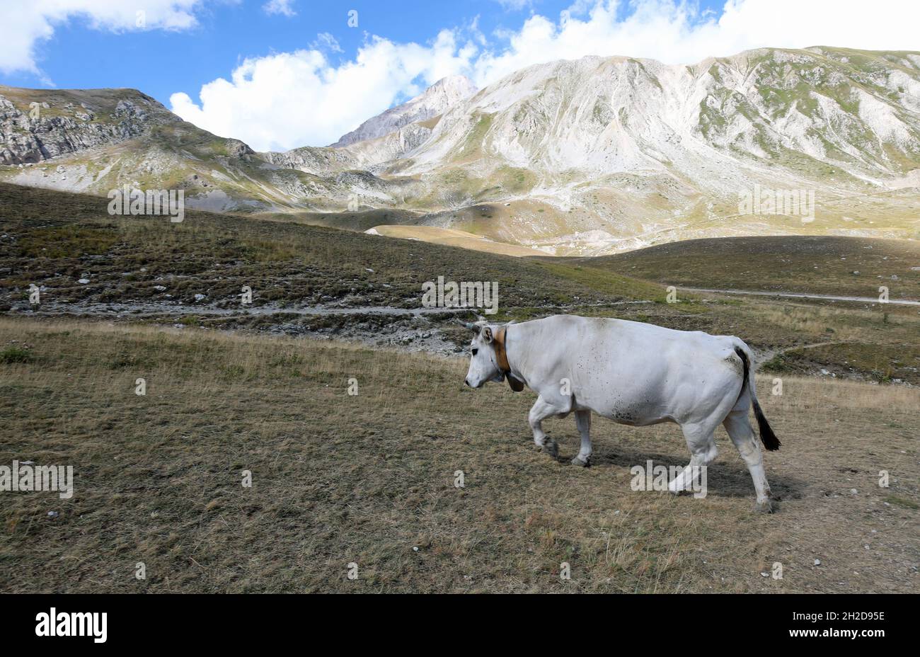 White cow grazing near the mountains of Central Italy called the ...