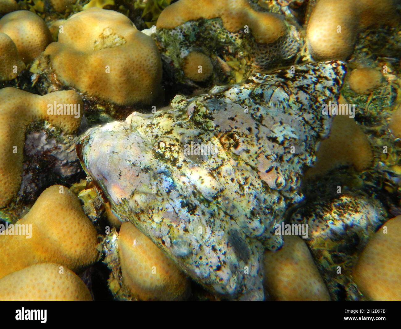 Tectus dentatus / Toothed top shell / Tectus dentatus Stock Photo - Alamy