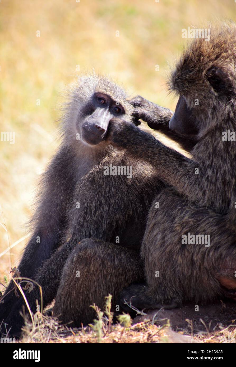 Baboons grooming each other Stock Photo - Alamy