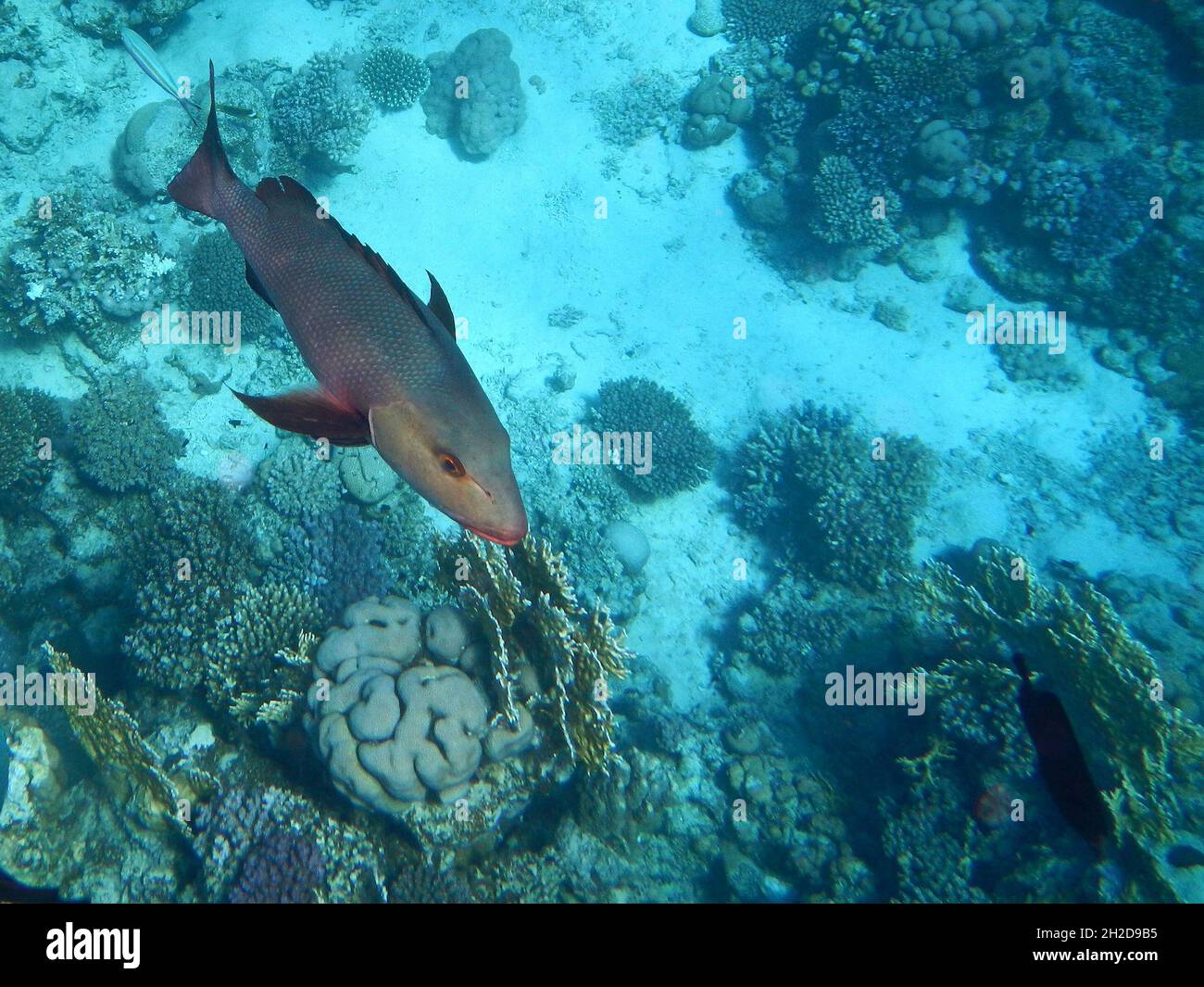 Two spot red snapper hi-res stock photography and images - Alamy