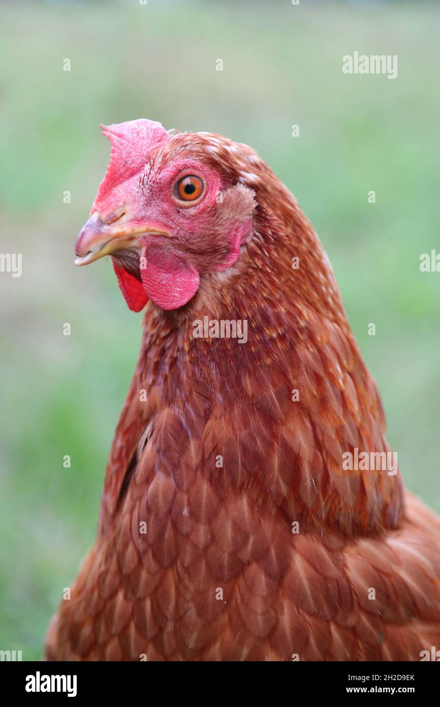 brown hen in the farm without people looking at camera Stock Photo - Alamy