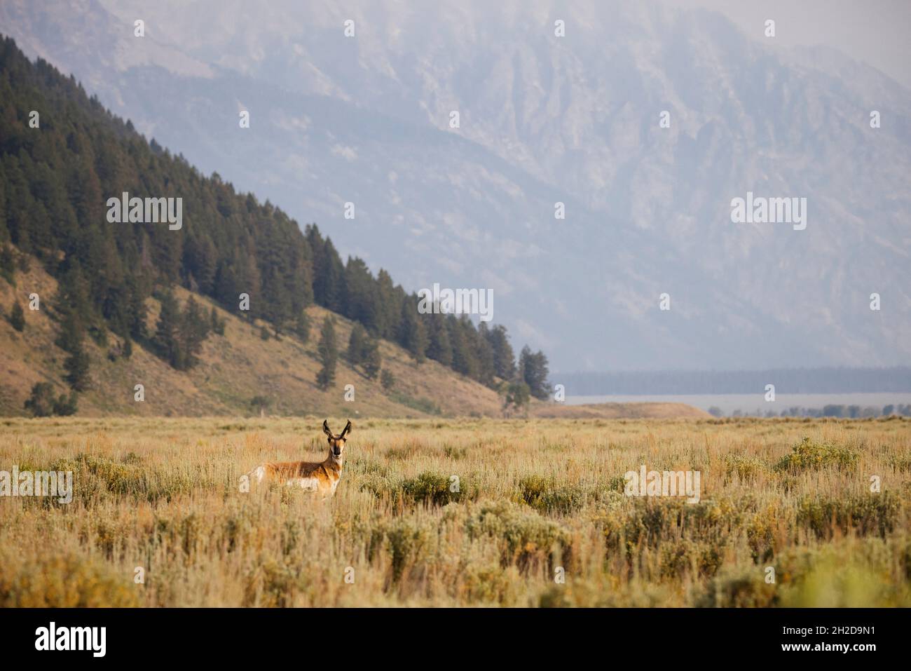 A pronghorn roams through Antelope Flats in Grand Teton National Park ...