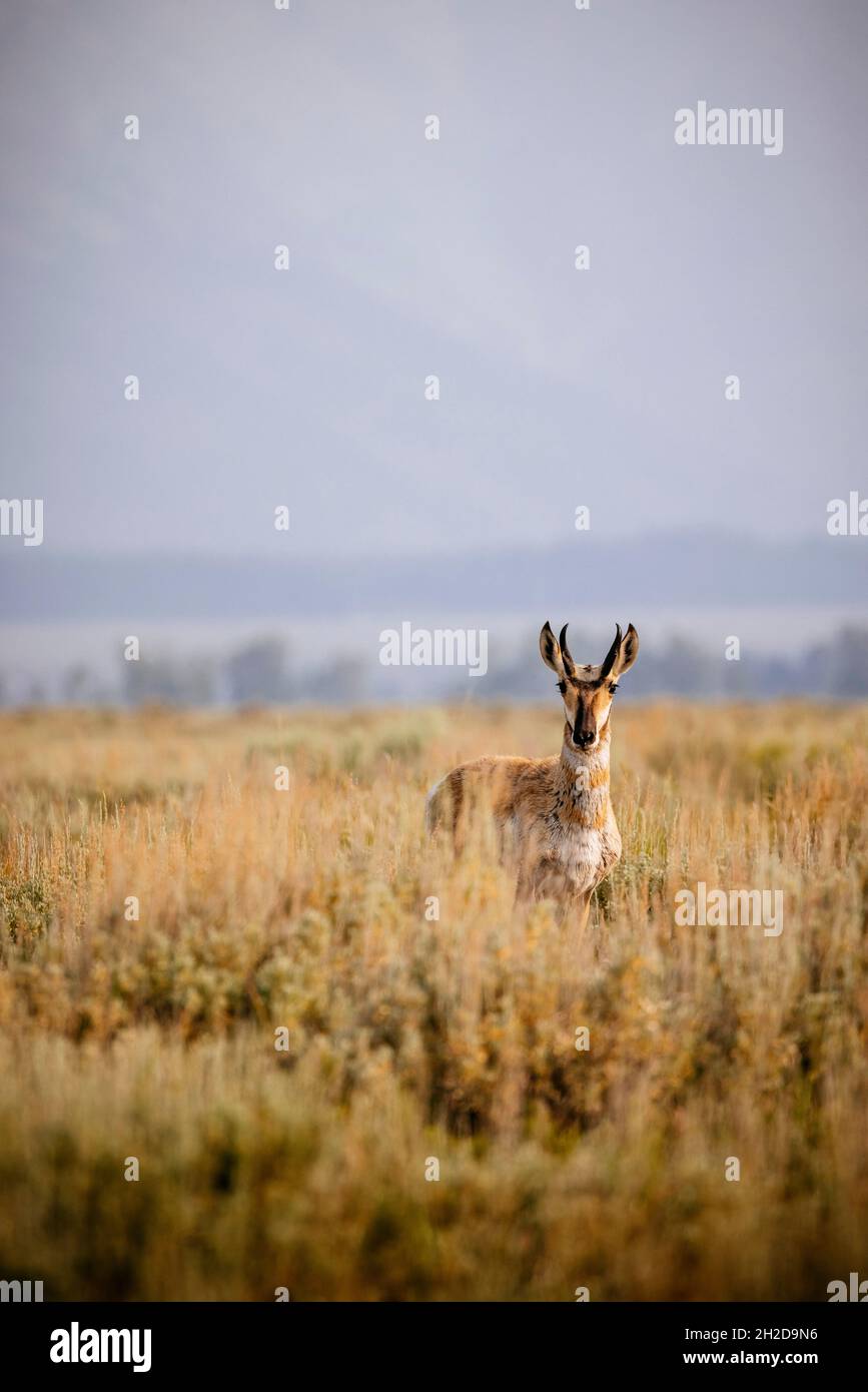 A pronghorn seen in Antelope Flats in Grand Teton National Park Stock ...
