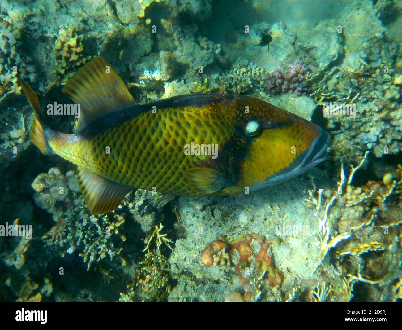 Riesen-Drückerfisch oderTitan-Drückerfisch / Titan triggerfish or Giant ...