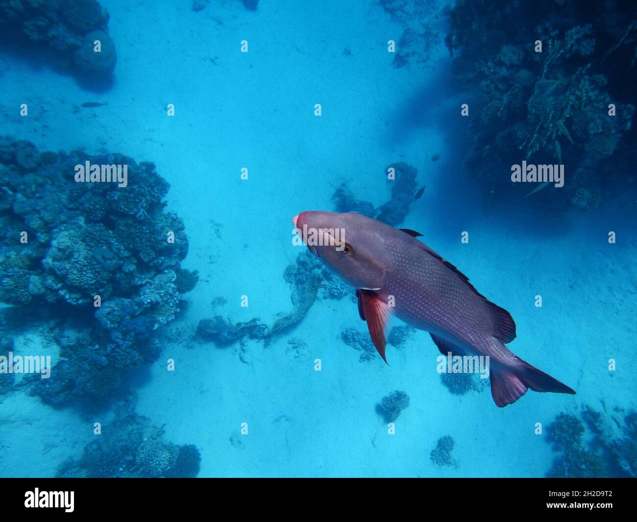 Kupferschnapper oder Doppelfleck-Schnapper / Two-spot red snapper or ...