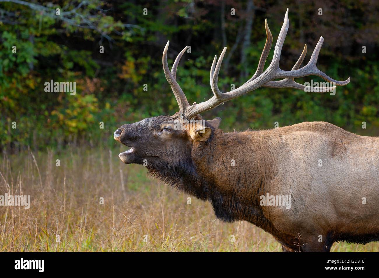 Overhunting hi-res stock photography and images - Alamy
