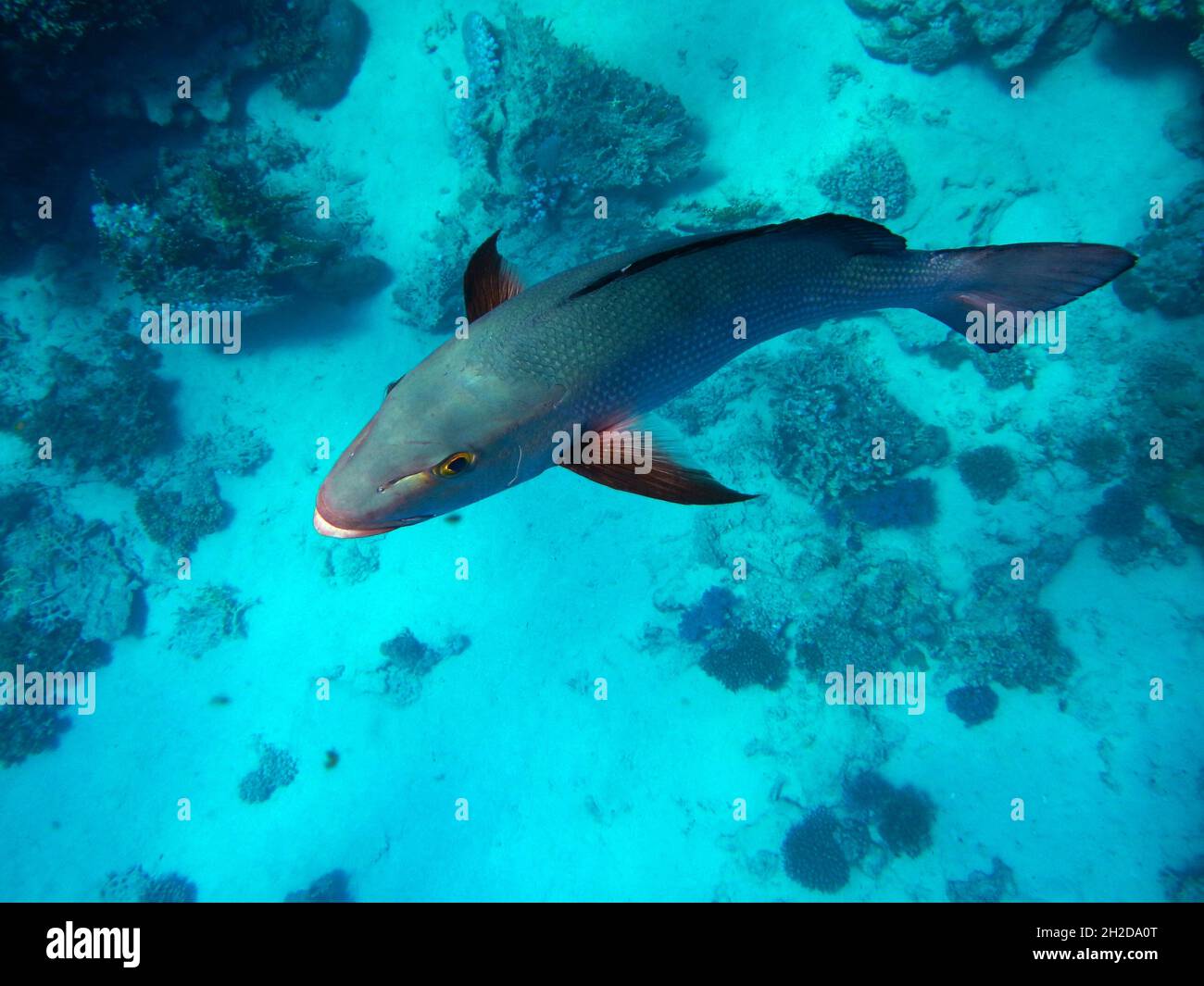 Kupferschnapper oder Doppelfleck-Schnapper / Two-spot red snapper or ...