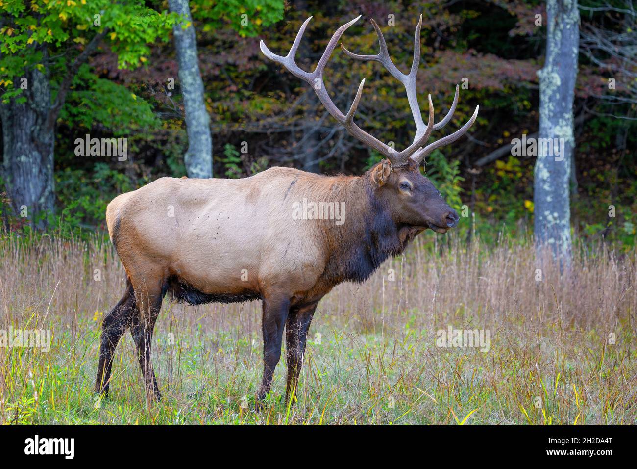 Elk were eliminated over time with loss of habitate and overhunting ...