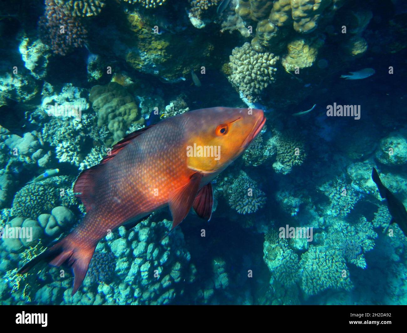 Two spot red snapper hi-res stock photography and images - Alamy