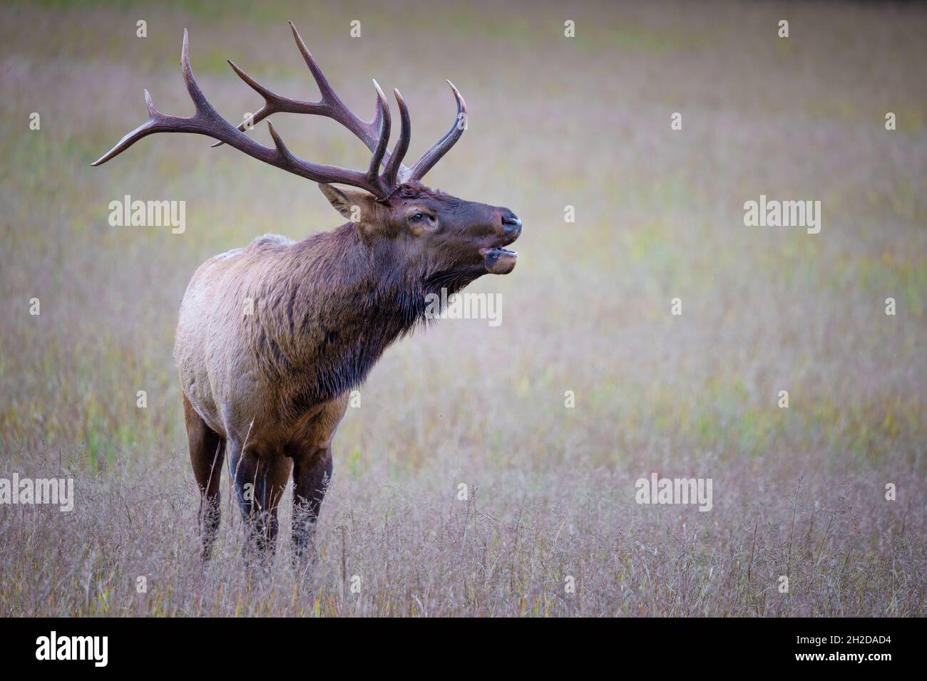Elk were eliminated over time with loss of habitate and overhunting ...