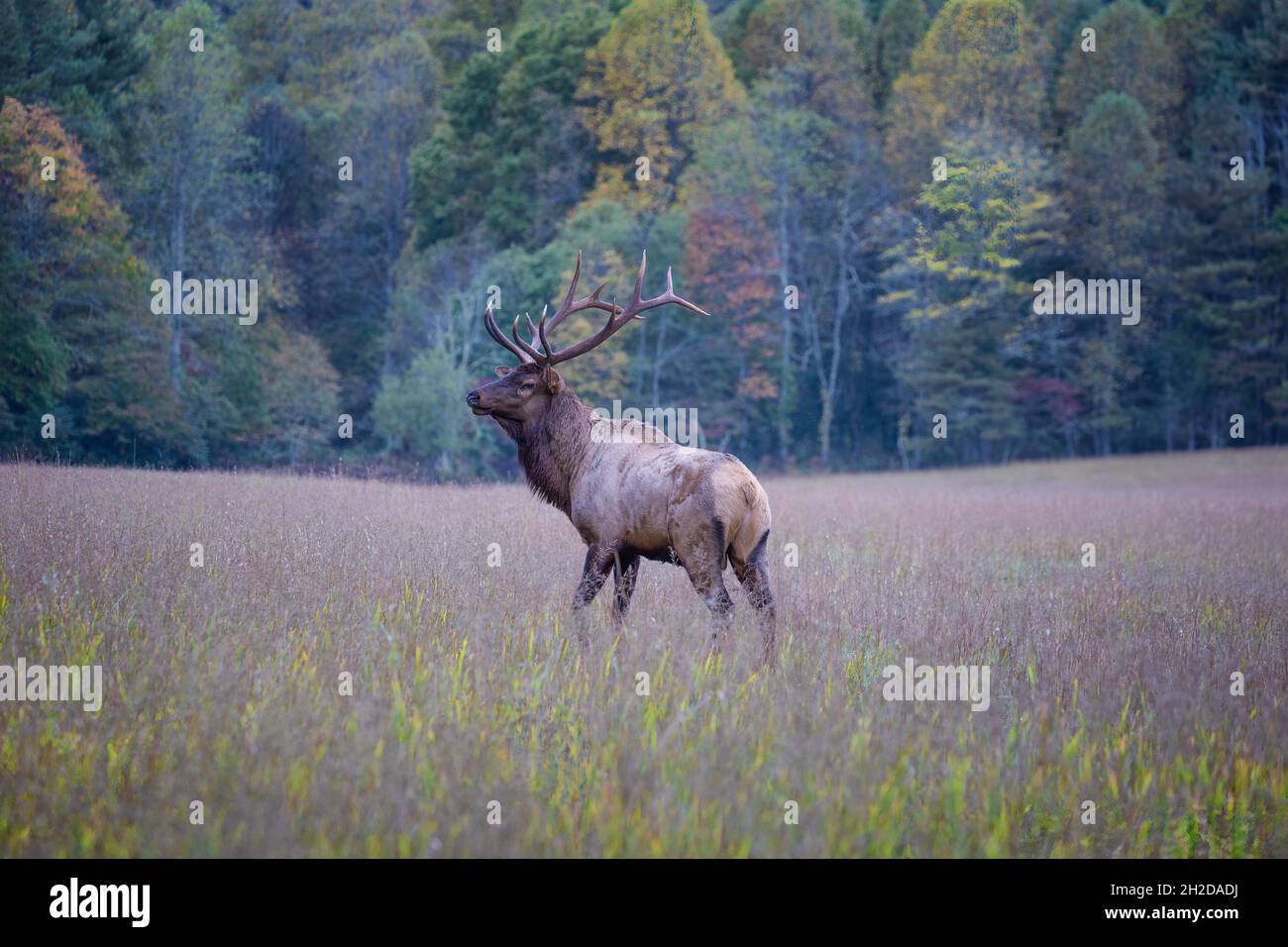 Overhunting hi-res stock photography and images - Alamy