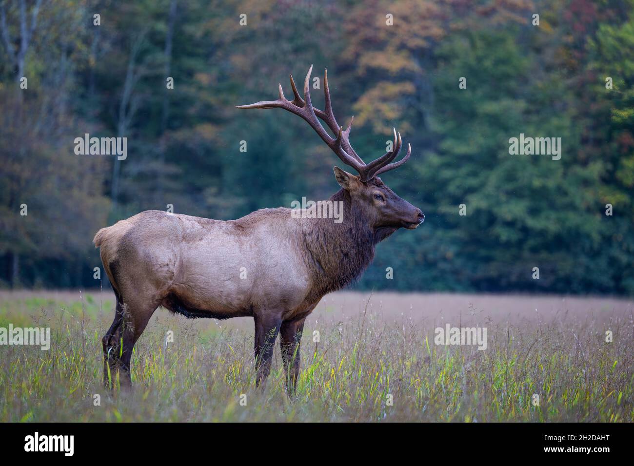 Elk were eliminated over time with loss of habitate and overhunting ...