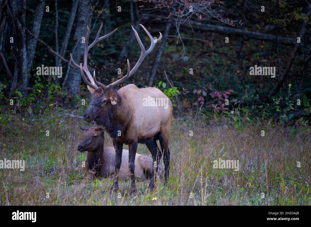 Elk were eliminated over time with loss of habitate and overhunting ...