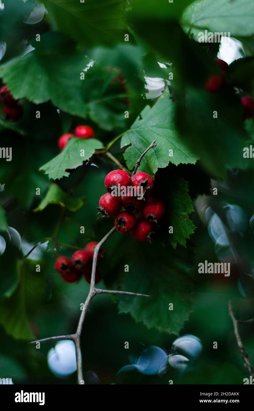 Hawthorn tree evening hi-res stock photography and images - Alamy