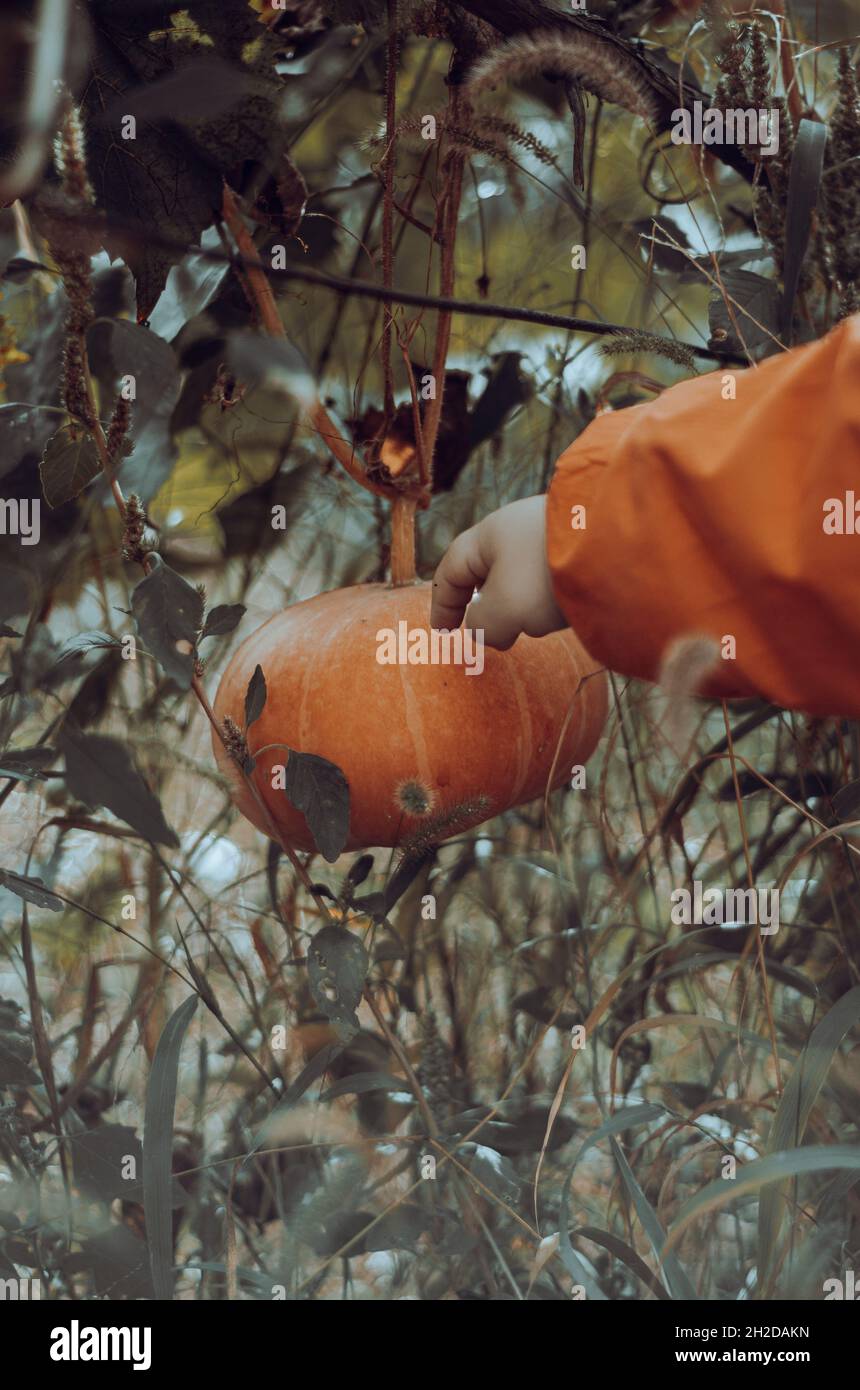 a child points his finger at a pumpkin Stock Photo - Alamy