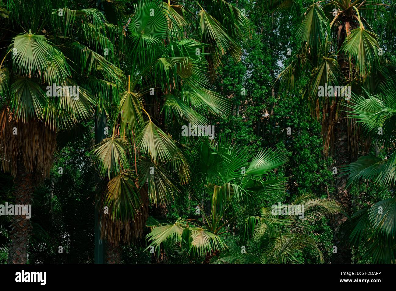 Tropical green palm trees in the forest Stock Photo - Alamy