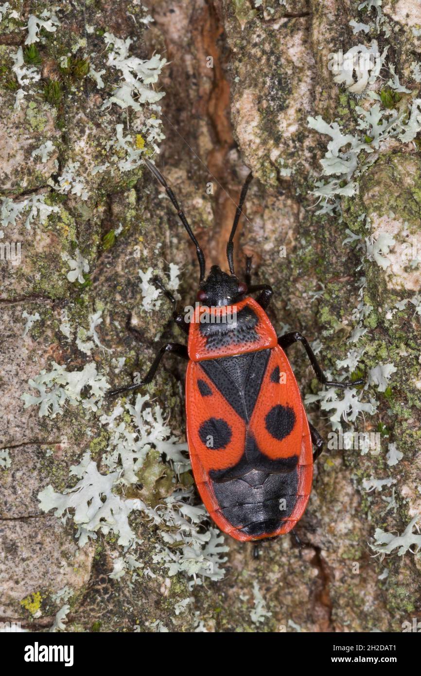 Gemeine feuerwanzen hi-res stock photography and images - Alamy