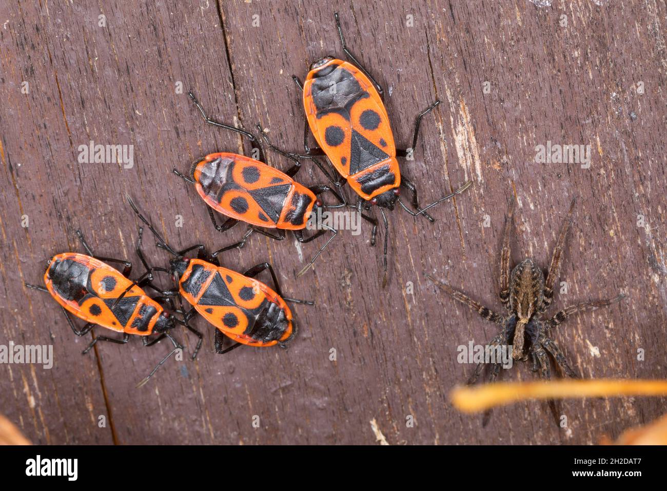 Feuerwanzen pyrrhocoris apterus hi-res stock photography and images - Alamy