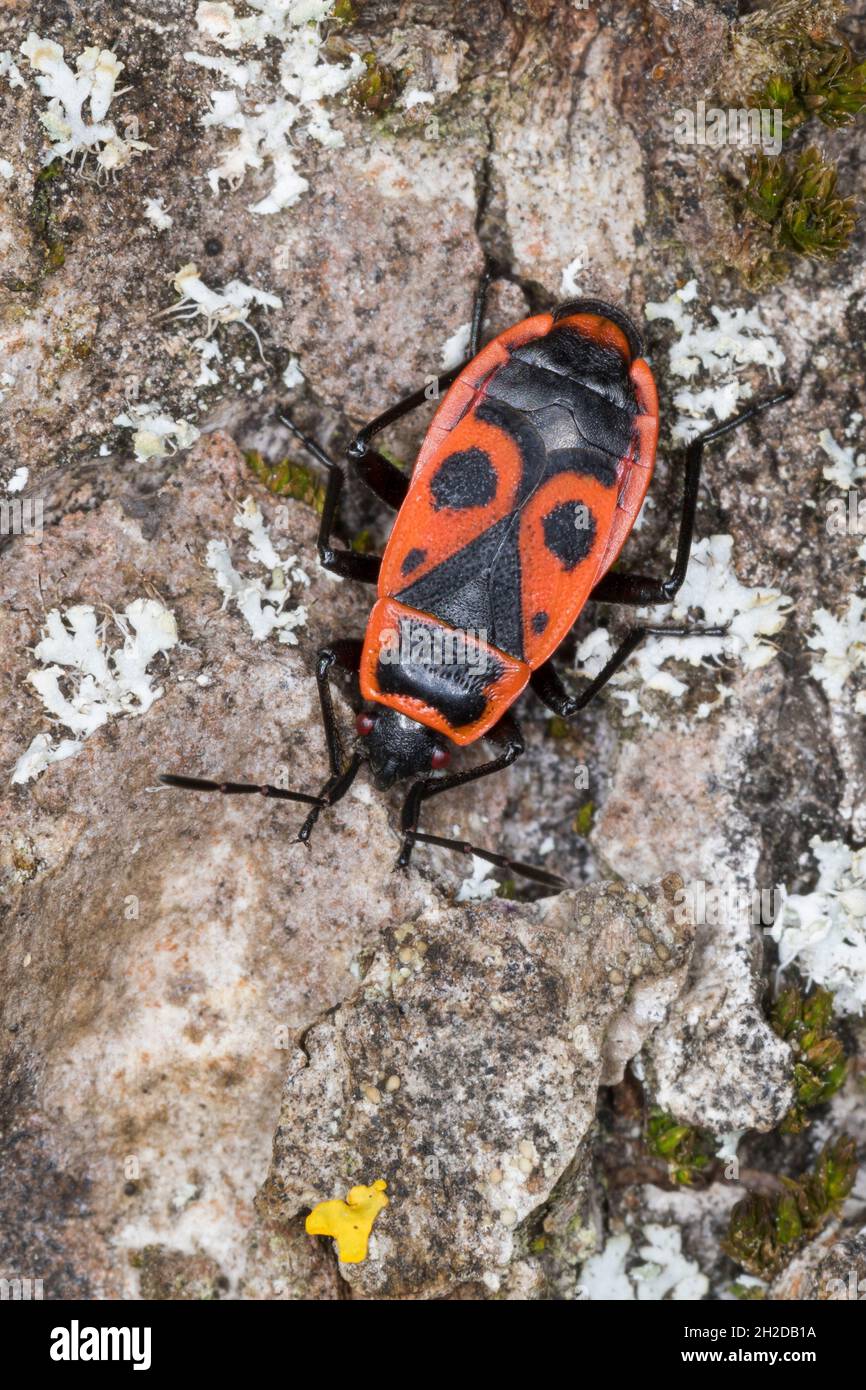 Gemeine Feuerwanze, Feuerwanze, Feuerwanzen, Feuer-Wanze, Pyrrhocoris ...