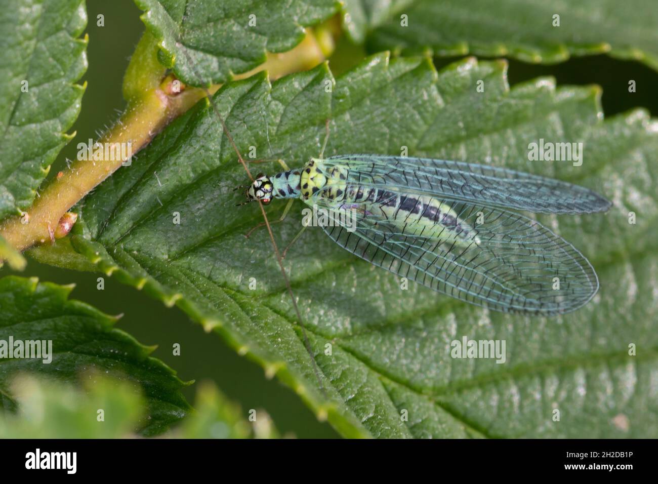 Lion des pucerons hi-res stock photography and images - Alamy