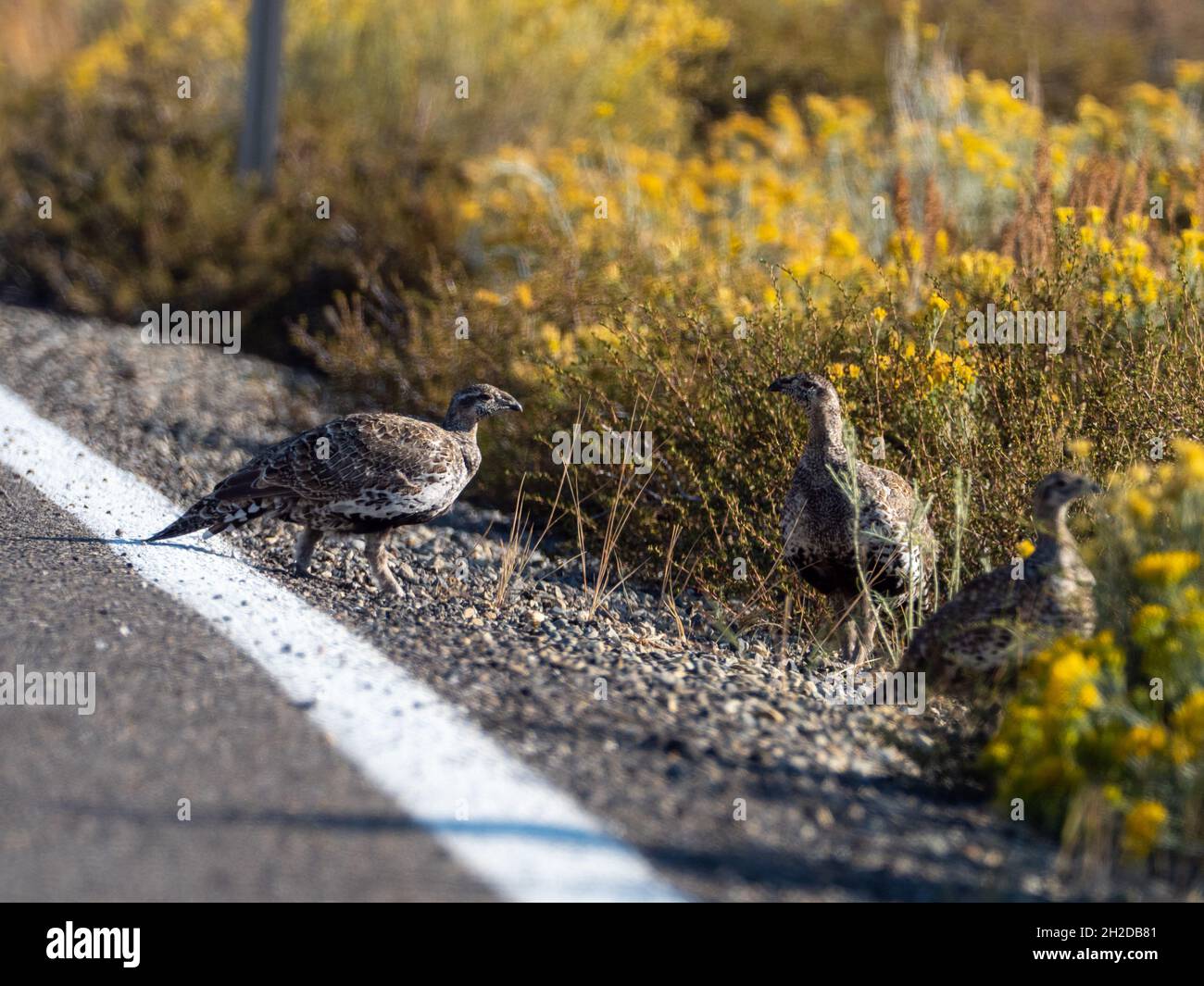 Bodie state historic park hi-res stock photography and images - Alamy