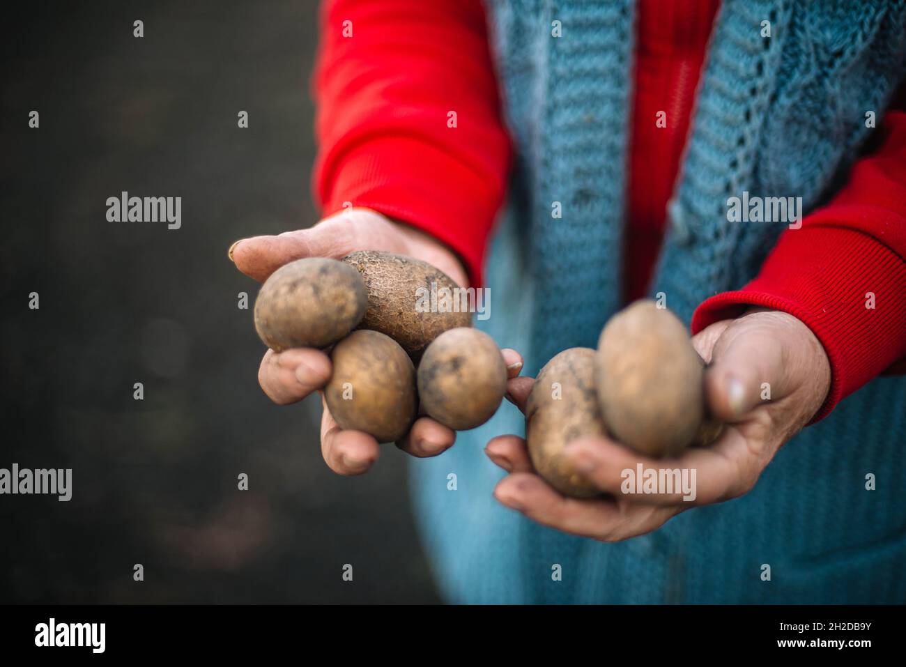 Sunlight freshness potatoes hi-res stock photography and images - Alamy