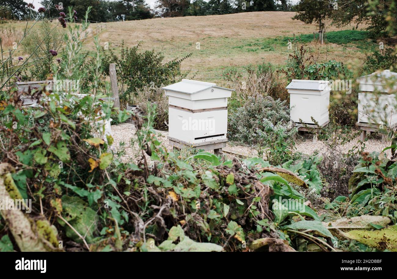 bees working in a bee hive in a private garden Stock Photo - Alamy