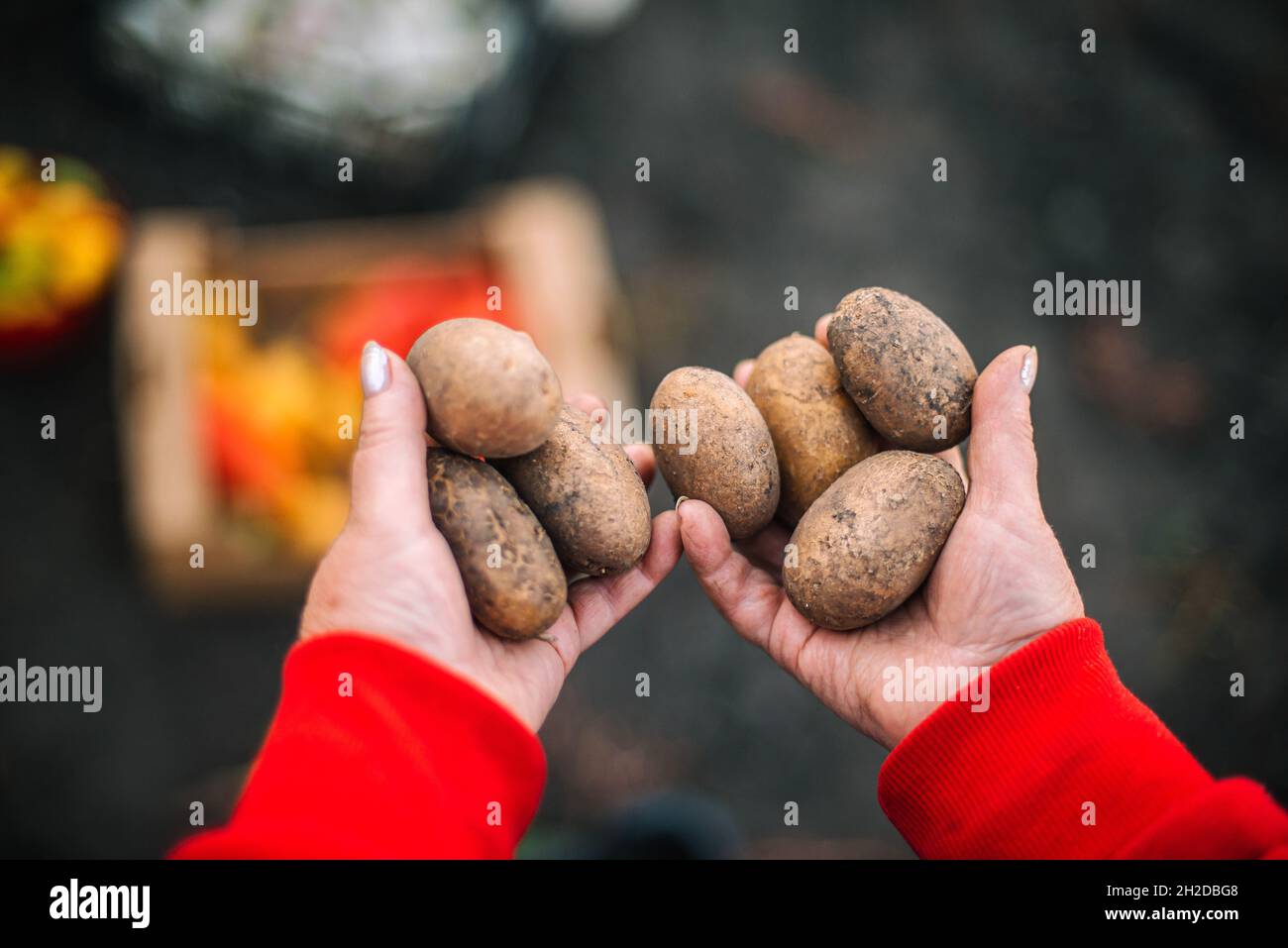 Adult Woman Holding potatoes From Her Garden Stock Photo - Alamy