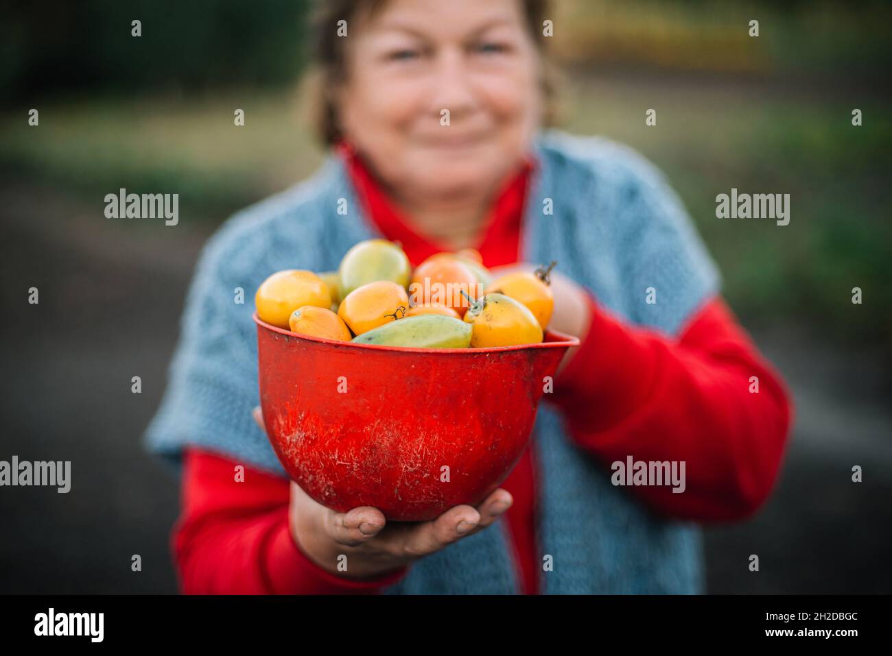 Tomatoes vine picking farmers hi-res stock photography and images - Alamy