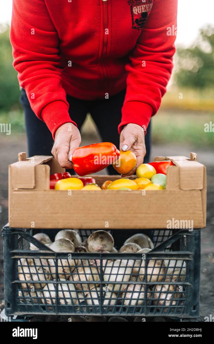 Homegrown food gathering hi-res stock photography and images - Alamy