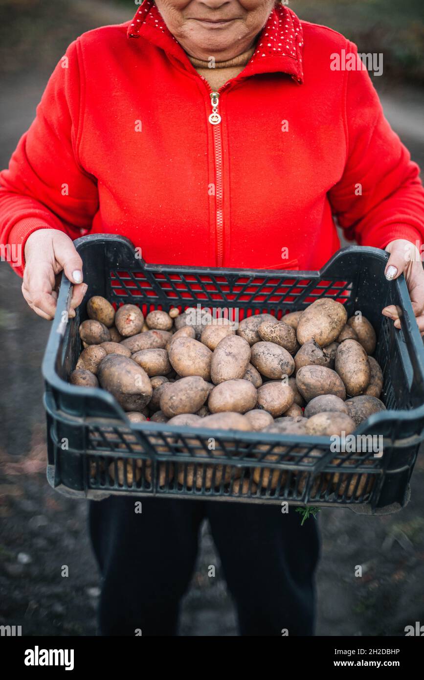 Adult Woman Holding potatoes From Her Garden Stock Photo - Alamy
