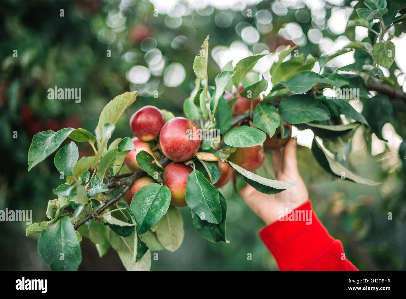 Hand picking an apple hi-res stock photography and images - Alamy