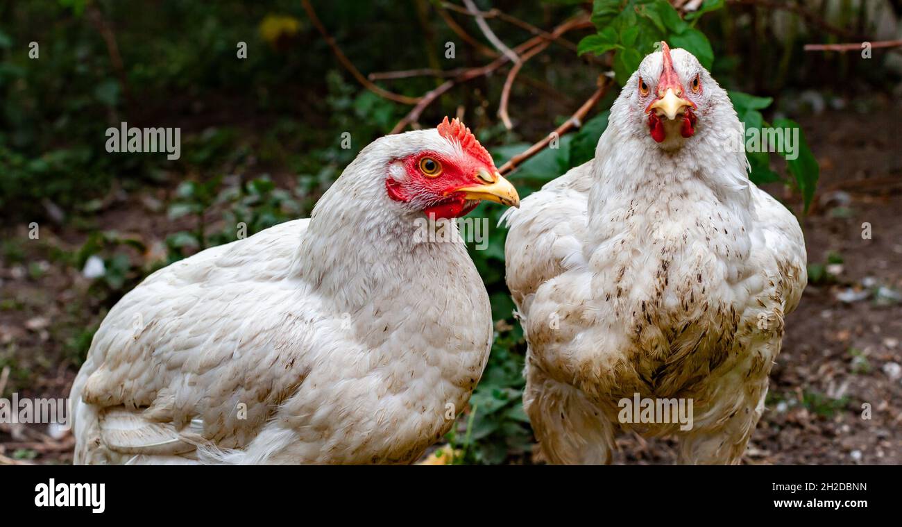Broiler chicken white feathers hi-res stock photography and images - Alamy