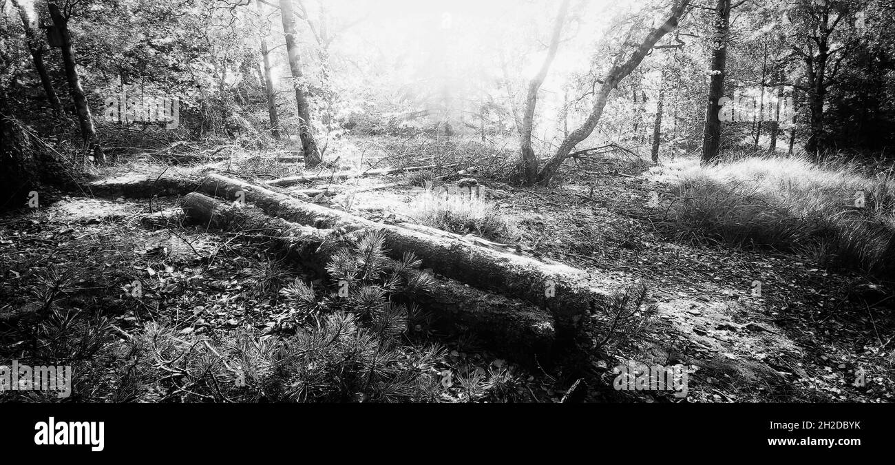 Greyscale botanical hi-res stock photography and images - Alamy