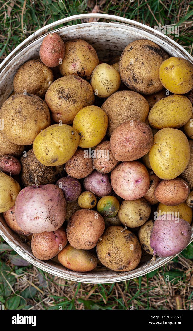 fresh unwashed potatoes lying in a bucket on the ground in the garden ...
