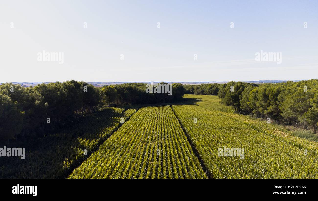 Aerial view green corn hi-res stock photography and images - Alamy