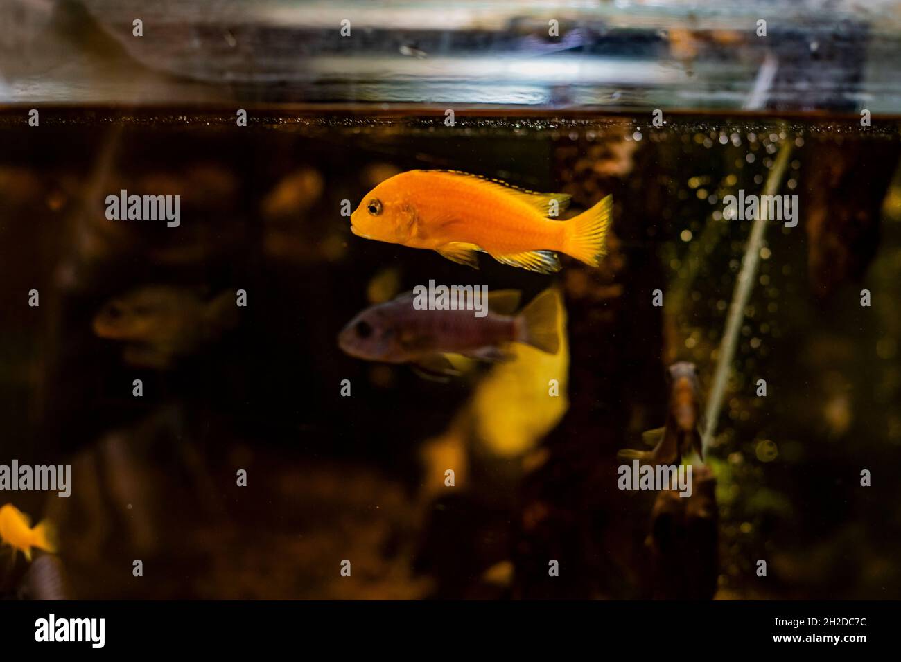 Inside fish gills hi-res stock photography and images - Alamy
