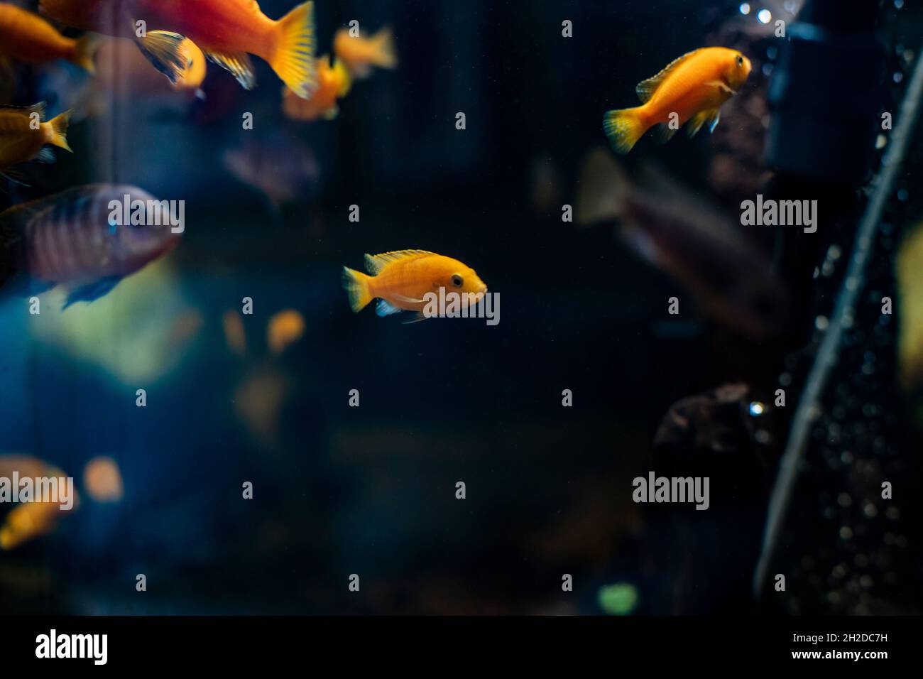 Goldfish swimming inside a fish tank Stock Photo - Alamy