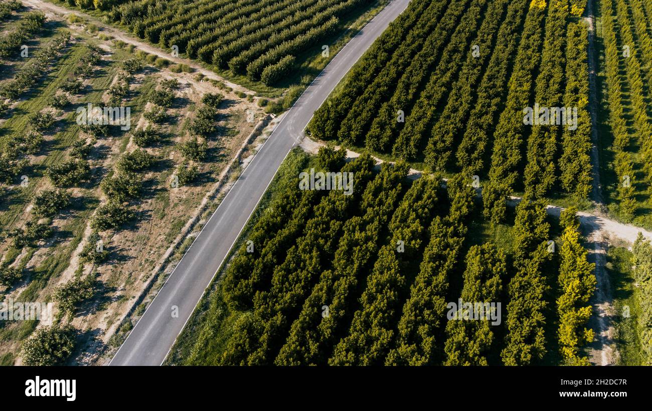 aerial view of some fruit trees by the side of a road Stock Photo - Alamy