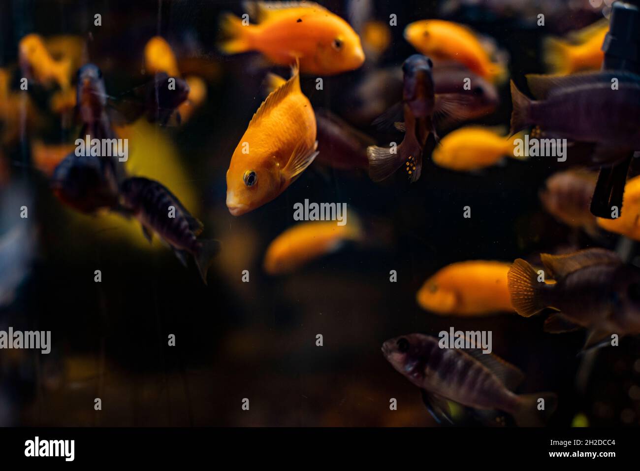 Goldfish swimming inside a fish tank Stock Photo - Alamy