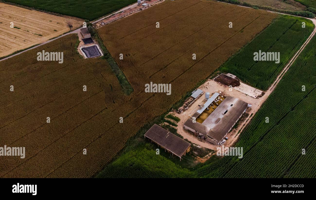 Cow corn hi-res stock photography and images - Alamy